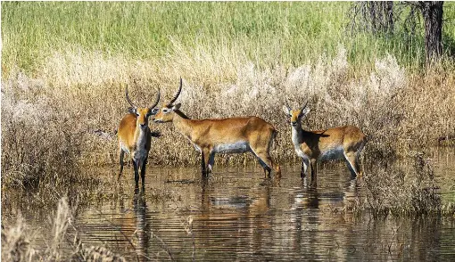 KOOS MARAIS, PRETORIA - PressReader