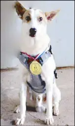 Two tracker dogs awarded in fight vs insurgency - PressReader