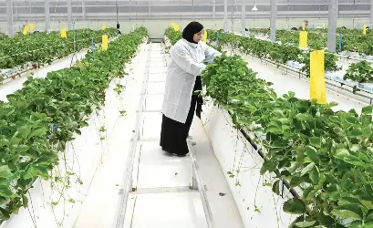 AGRICULTUR­E GAINS GROUND - PressReader