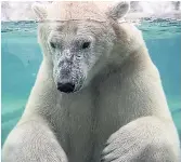 Rough play led to polar bear’s death - PressReader