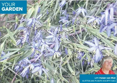 Stypandra Glauca - nodding blue lily - PressReader