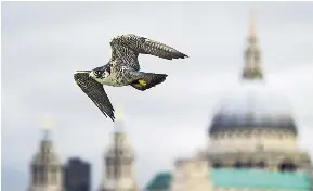 Microclima­te of London encourages a mosaic of wildlife - PressReader