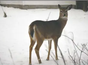 Truro harvests record number of deer in 2025 hunt - PressReader