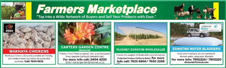 Guide to okra planting - PressReader