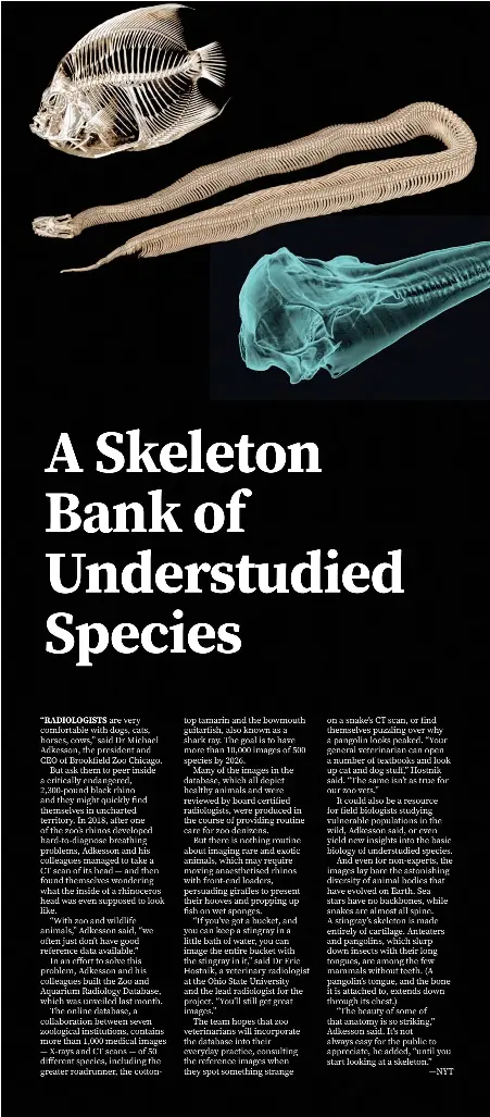 A Skeleton Bank of Understudi­ed Species - PressReader