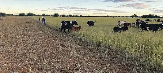 Bye, beeste, hoenders: Dié Vryburg-boer doen dinge anders; 5x opbrengs ...