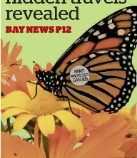 Autterflie­s’ hidden travels revealed - PressReader