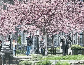 Where the cherry blossoms bloom - PressReader