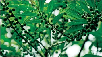 Alagasi - PressReader