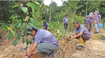 Over 1,000 trees planted in Similajau Forest Reserve - PressReader