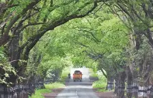 District administra­tion refuses permission to cut trees in Pollachi ...