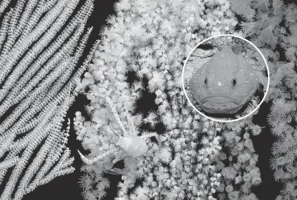 Scientists discover 50 new deep-sea species near Easter Island ...