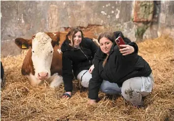 Feeling stressed? Cuddle a cow - PressReader