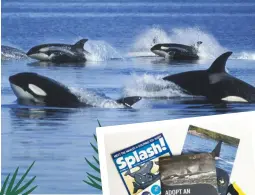 ADOPT AN ORCA - PressReader