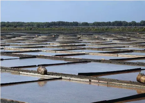 BFAR-3 eyes expansion of salt production in CL - PressReader