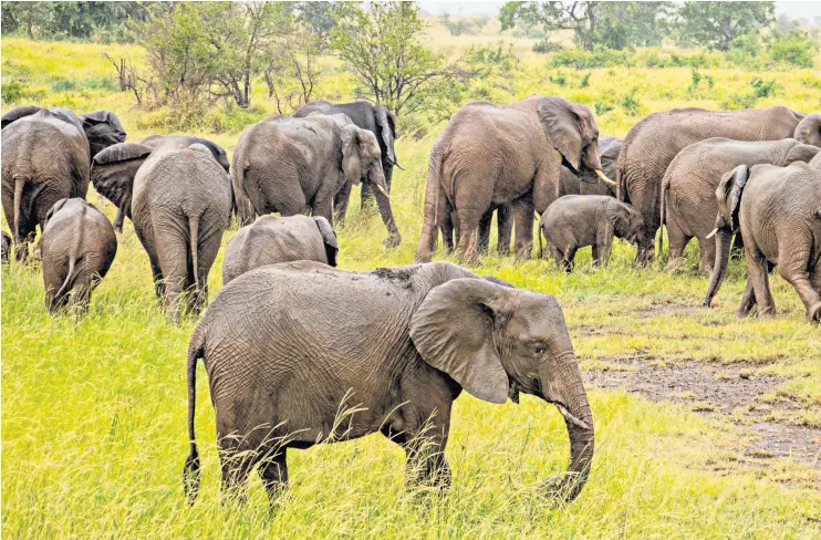 ‘The West’s love of elephants is destroying our country’ - PressReader
