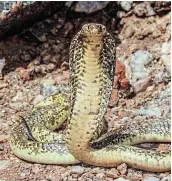 Increase snake antivenom production or it will come back to bite us, say experts - PressReader