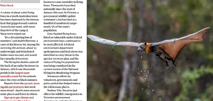 More than 80% of flying fox colony wiped out as January heatwaves kill ...