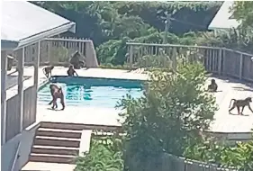 What to do when baboons visit your home - PressReader