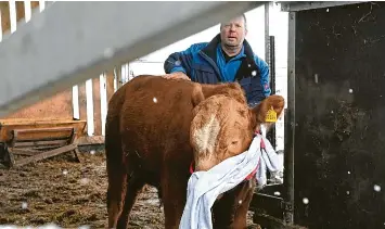 Tierschütz­er jagen einen entlaufene­n Bullen – um ihm das Leben zu ...