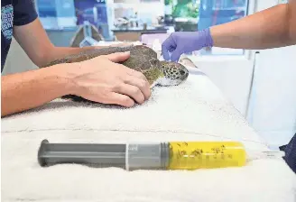 TURTLE REHAB - PressReader