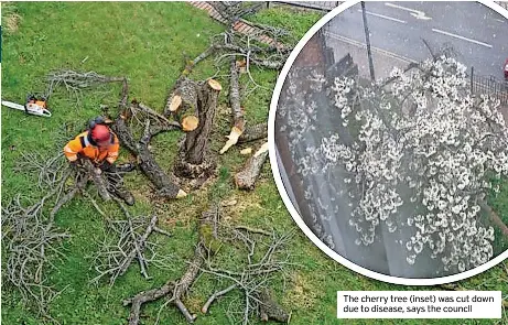 Council defends trees axe amid fury - PressReader