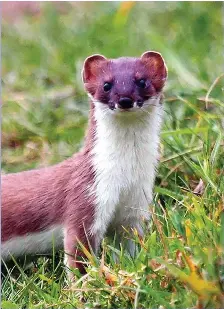 Is there such a thing as a stoat funeral procession? - PressReader
