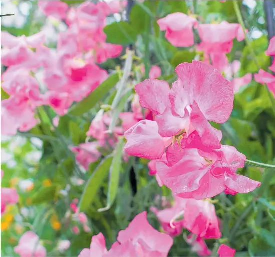 FLOWER POWER - PressReader