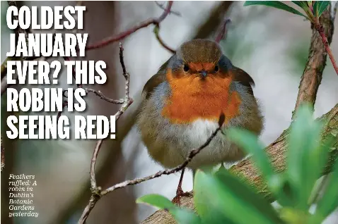 COLDEST JANUARY EVER? THIS ROBIN IS SEEING RED! - PressReader
