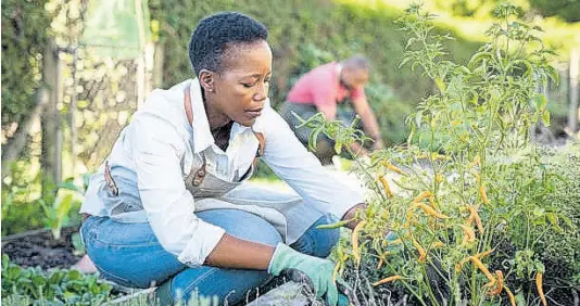 Backyard farming for everyone: Get started today - PressReader