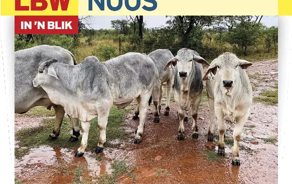 IN ’N BLIK - PressReader