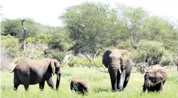 Annual Marula Festival celebrates the region - PressReader