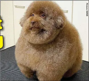 Round dog store