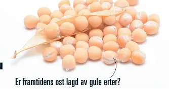 Er framtidens ost lagd av gule erter? - PressReader