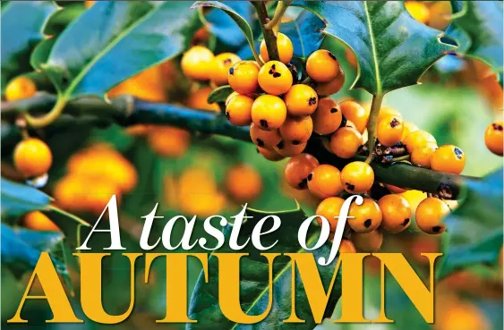A taste of AUTUMN - PressReader