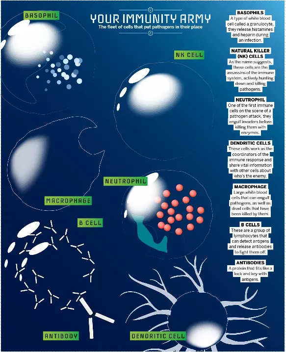 YOUR IMMUNITY ARMY - PressReader