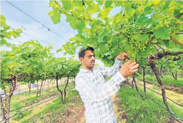 HOW NASHIK BECAME INDIA’S GRAPE CAPITAL - PressReader