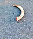 Elephant tusk-loss in bizarre accident highlights growing road danger ...