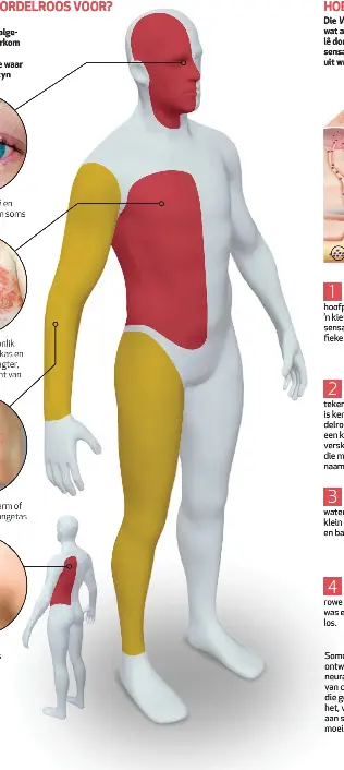 WAAR KOM GORDELROOS VOOR? - PressReader