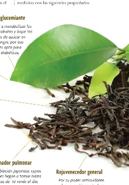 Té Verde Los beneficios terapéutic­os del - PressReader