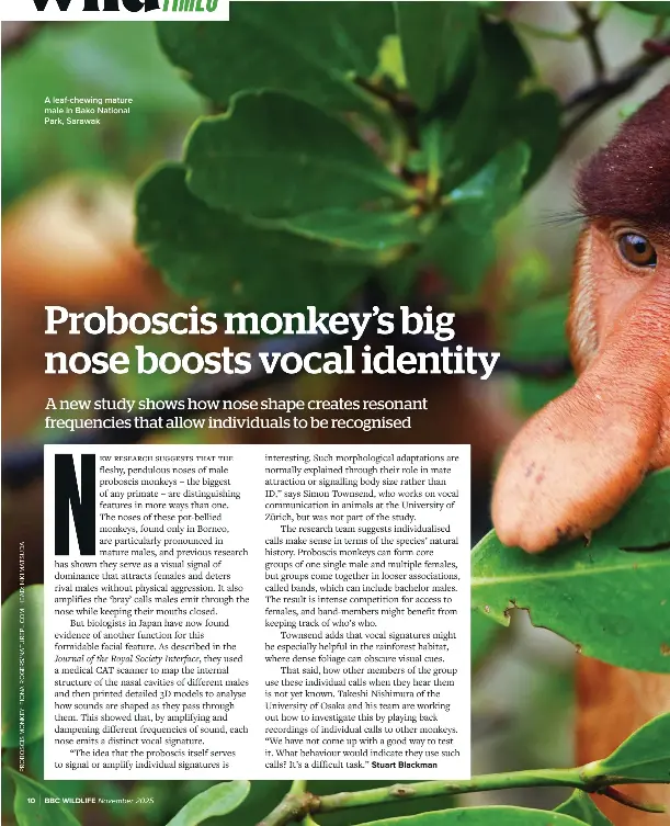 Proboscis monkey’s big nose boosts vocal identity - PressReader