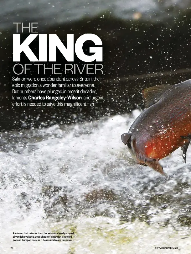 THE KING OF THE RIVER - PressReader