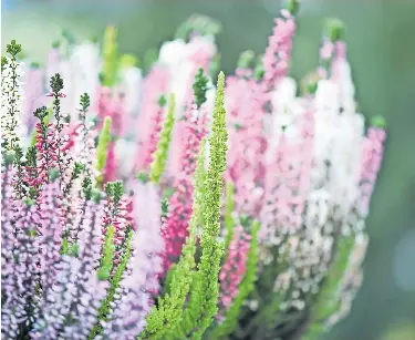 Verwirrspi­el mit bunten Dauerblühe­rn - PressReader
