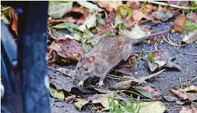 Action urged over park rats problem - PressReader