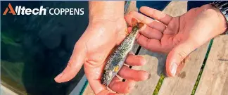 Alltech Coppens launches next-generation starter feeds - PressReader