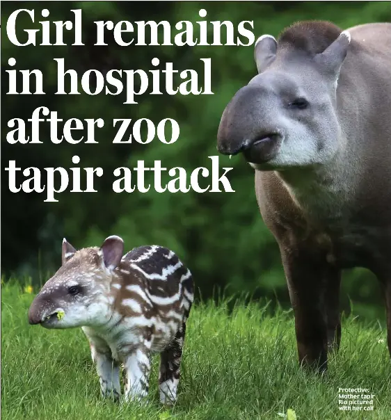 TAPIR SAVAGES TWO-YEAR-OLD IN ZOO HORROR - PressReader