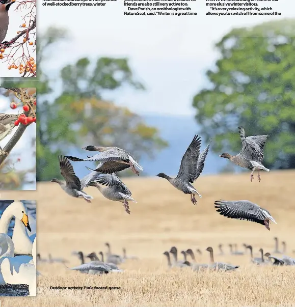 BIRDS OF A FEATHER - PressReader