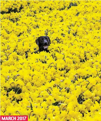 Flower growers left lonely as a cloud without their host of golden daffodils - PressReader