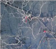 Taking icebergs to cities - PressReader