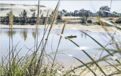 Cannabis can clean toxic mines - PressReader